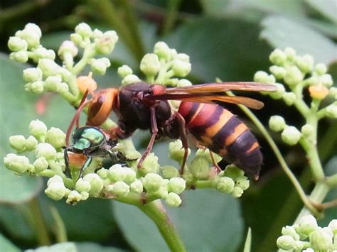 27 Types Of Hornets Pictures And Identification