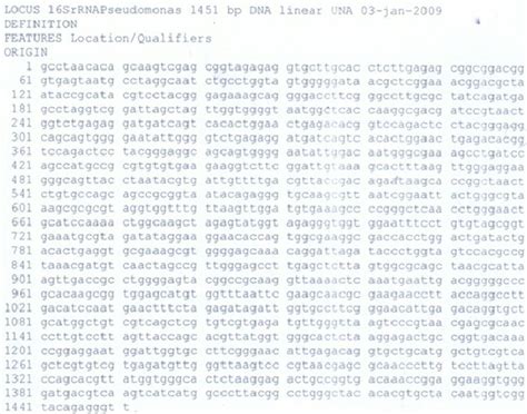 Nucleotide Sequence Of The 1451 Bp Fragment Containing The Ps