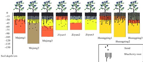 Soil Profile In The Study Area Download Scientific Diagram