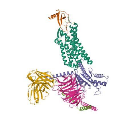 Rcsb Pdb 7xa3 Cryo Em Structure Of The Ccl2 Bound Ccr2 Gi Complex