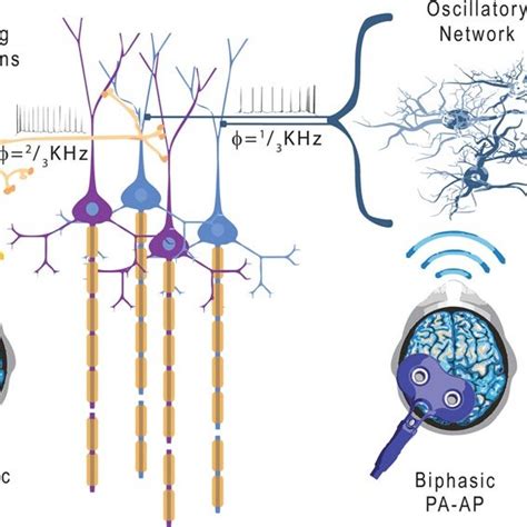 hypothetical representation of the cortical microcircuits producing