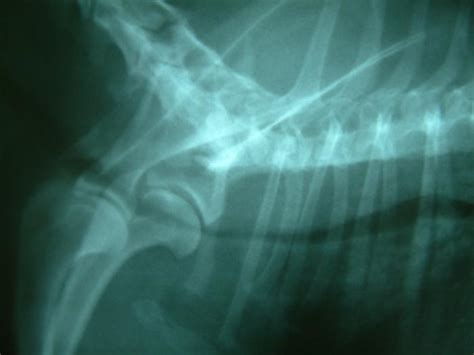 Usos Quirúrgicos De Las Endoprótesis Clincirvet Revista Clínica Con