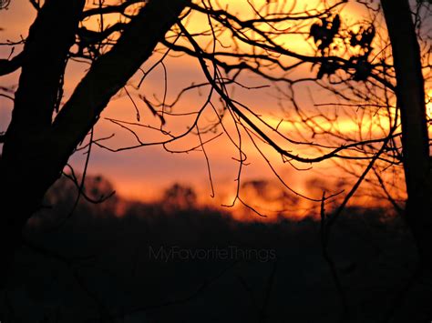 My Favorite Things Naked Trees