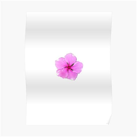 Light Pink Flower Poster For Sale By Lindsey Gordon Redbubble