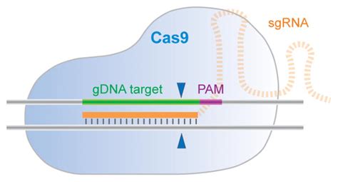 Modeling Disease In Vivo With Crisprcas9 Pmc