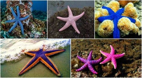 Interesting Facts About Pretty Starfish World Inside Pictures