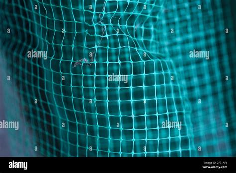 Curved Green Grid Background Distorted Texture Grid Stock Photo Alamy
