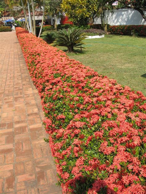 Ixora Chinensis Pha Tad Ke Botanical Garden