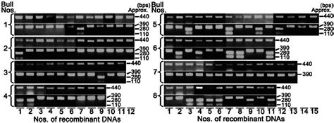 construction of recombinants using the sperm rna from eight bulls and