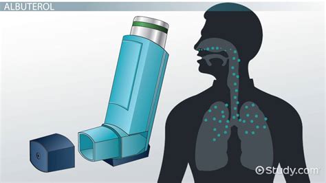 Albuterol Muscle Buy Albuterol Inhalation Solution Albuterol