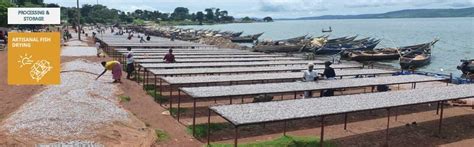 Artisanal Fish Drying Food Loss And Waste In Fish Value Chains Food