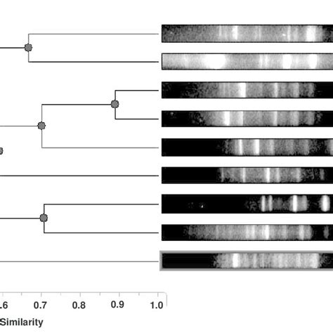 Upgma Cluster Analysis Dendrogram Displaying Similarity Of Fingerprint Download Scientific