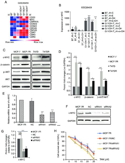 C Myc Expression Is Increased In Tam Resistant Breast Cancer Cells And Download Scientific