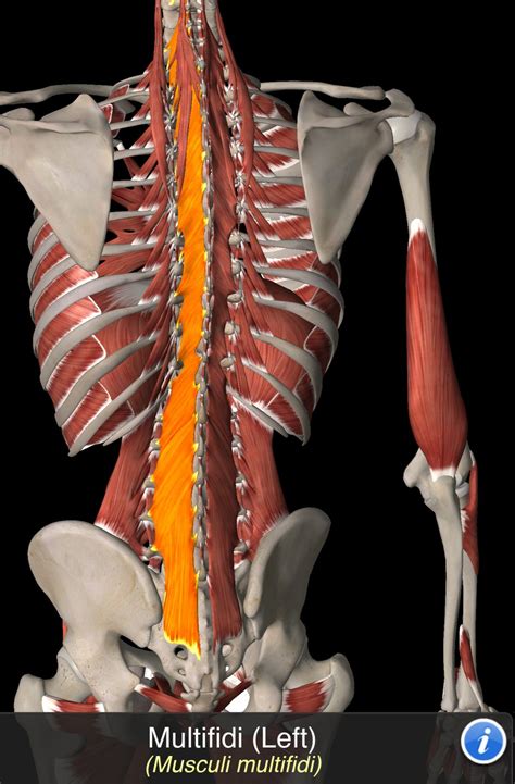 Multifidi Anatomia Muscolare Muscoli Esercizi Di Allenamento