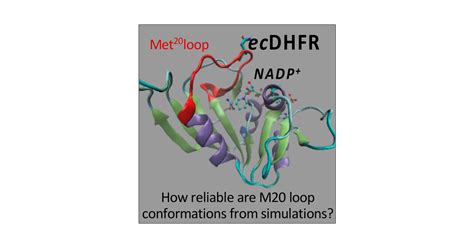 Sensitivity Of Functional Loop Conformations On Long Range Electrostatics Implications For M20
