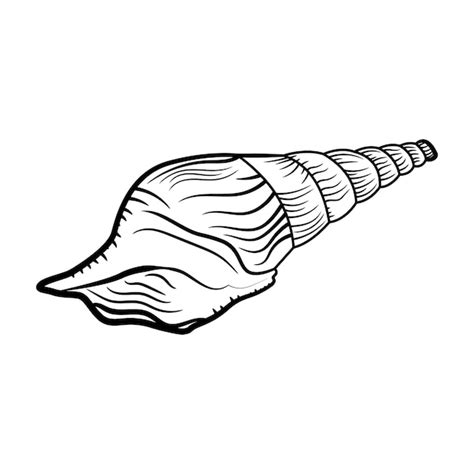 Premium Vector Sea Shell Engraved Sketch Style Drawing Vector Design Premium Vector Sea Shell Engraved Sketch Style Drawing Vector Design