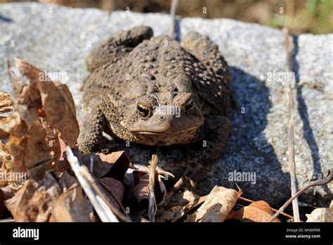 Close Up Of A Juvenile Fowlers Toad Anaxyrus Fowleri Lounging On A