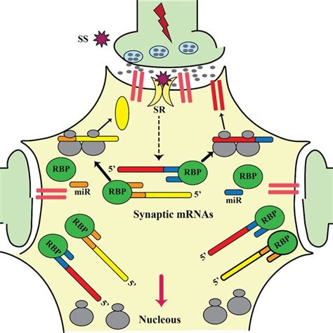 Examples Of Molecular Axes Involved In Synaptic Plasticity Presynaptic