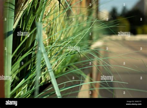 Plants In Outdoor Restaurant Decoration Details Green Grass On Ledge