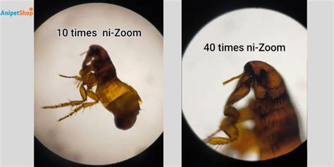 What Do Fleas Look Like