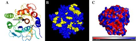 Structure Of Subtilisin A As Ribbon Diagram B In Cpk Format Displaying Download Scientific