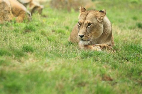 Lioness In The Rain Portrait Stock Image Image Of Hunting Hunter