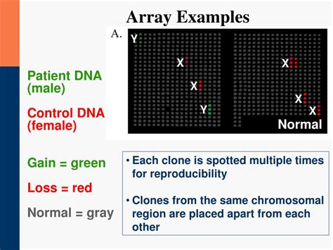 Ppt Genomic Microarrays Applications To Gene Discovery And Molecular Karyotype Powerpoint