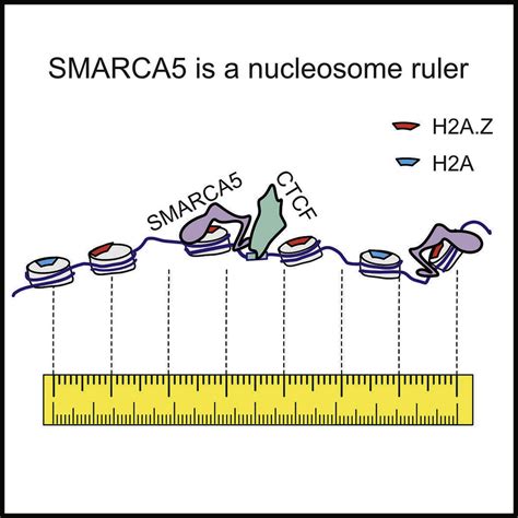Human Smarca5 Is Continuously Required To Maintain Nucleosome Spacing