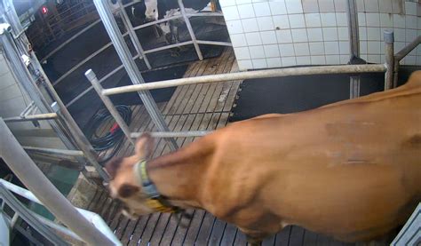 Cow Object Detection Dataset By Vertebrae