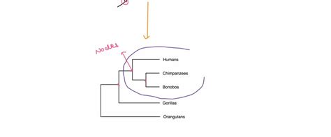Draw A Phylogenetic Tree Of Three Groups Of Organisms And Explain How A