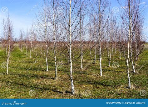 A Grove Of Young Birch Trees Planted In Rows Against A Blue Sky