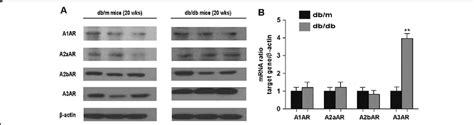 db db mice presented higher expression of renal a 3 ar than db m mice