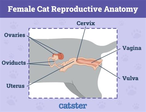 Cat Reproduction Mating Vet Approved Facts Explanation Catster