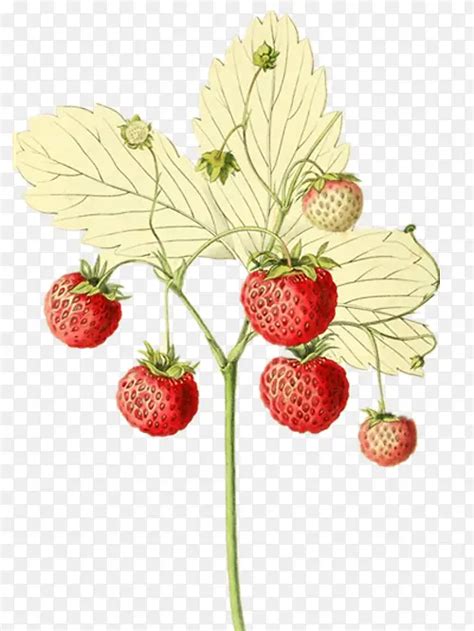 草莓手绘图片png图片素材下载图片编号9408621 Png素材网