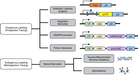 Single Cell Lineage Tracing Techniques In Hematology Unraveling The