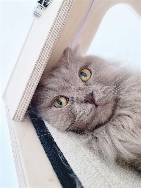 라일락 하이랜드폴드 삼돌이 고양이 책임분양 ♥ 아이조아 유기방지입양 파양 강아지보호소 고양이보호소 무료분양센터