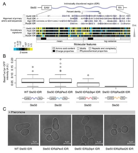 Intrinsically Disordered Regions With Similar Evolutionary Signatures Download Scientific