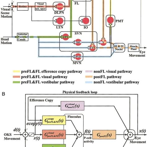Three Dimensional Polar Diagram Of Purkinje Cell Firing Pattern During