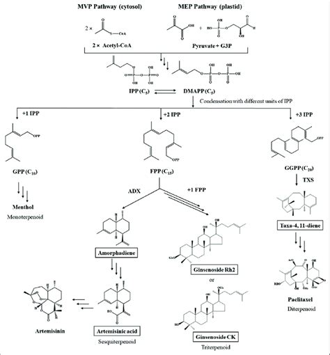 Biosynthetic Pathway Of Selected Terpenoids Mvp Mevalonate Pathway Download Scientific