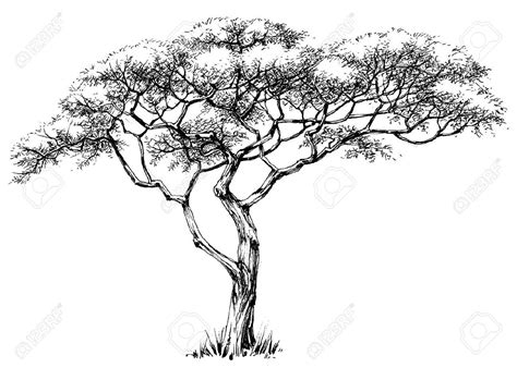 African Acacia Tree Drawing Sketch Coloring Page