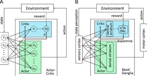 The Structure Of The Actor Critic Algorithm For Decision Making A
