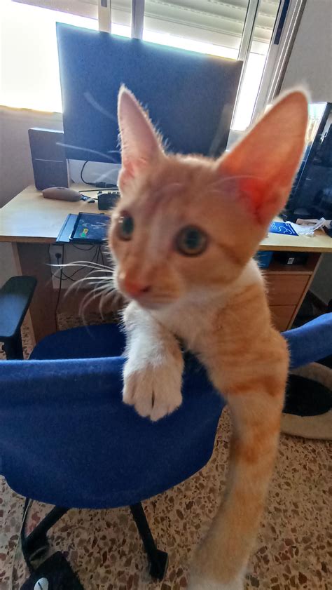 Jumps Hello Hooman R Houdinithecat