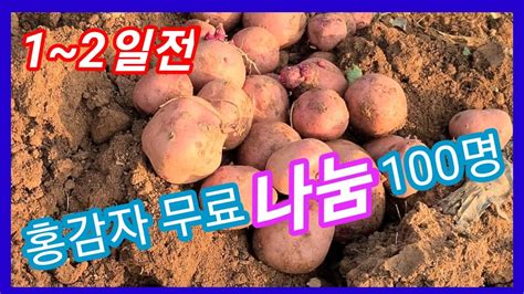 홍감자 무료 나눔 5kg씩 100명 예고 감자캐기 1일전~ 감자줄기순 파쇄기 고구마줄기 파쇄기 전원일기 인간극장 사노라면 Youtube