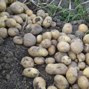 Картофель семенной Каратоп 3 кг | Картофель семенной фасовка 3 кг ...