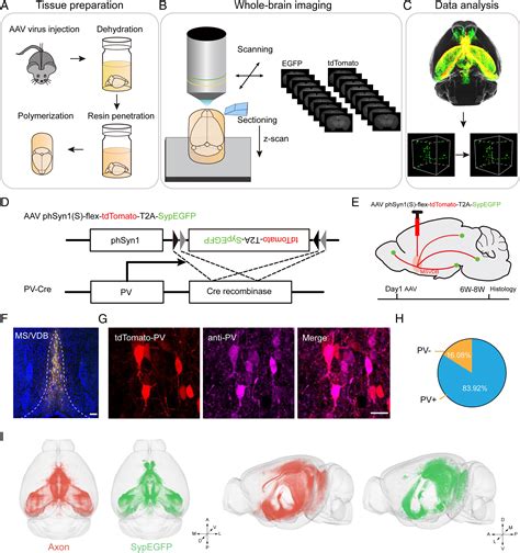 Neurons And Synapses In The Brain
