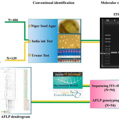 Molecular Epidemiology Of Environmental Cryptococcus Species Isolates Based On Amplified