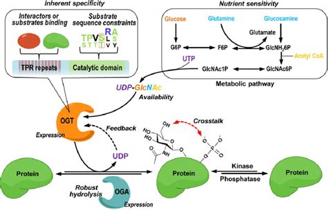 The Global Regulation Of O Glcnac Cycling The Cellular O Glcnacylation
