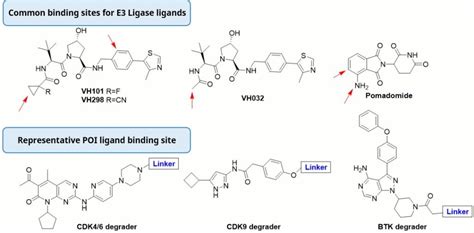 Metabolic Characteristics Of Protac Drugs