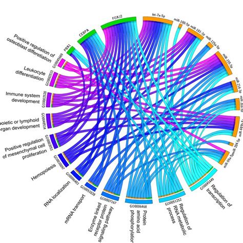 Transcriptional And Post Transcriptional Regulatory Circuits In Mm A Download Scientific