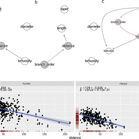 Bayesian Networks Learned From The Terminal Branches Of Human Neurons Download Scientific